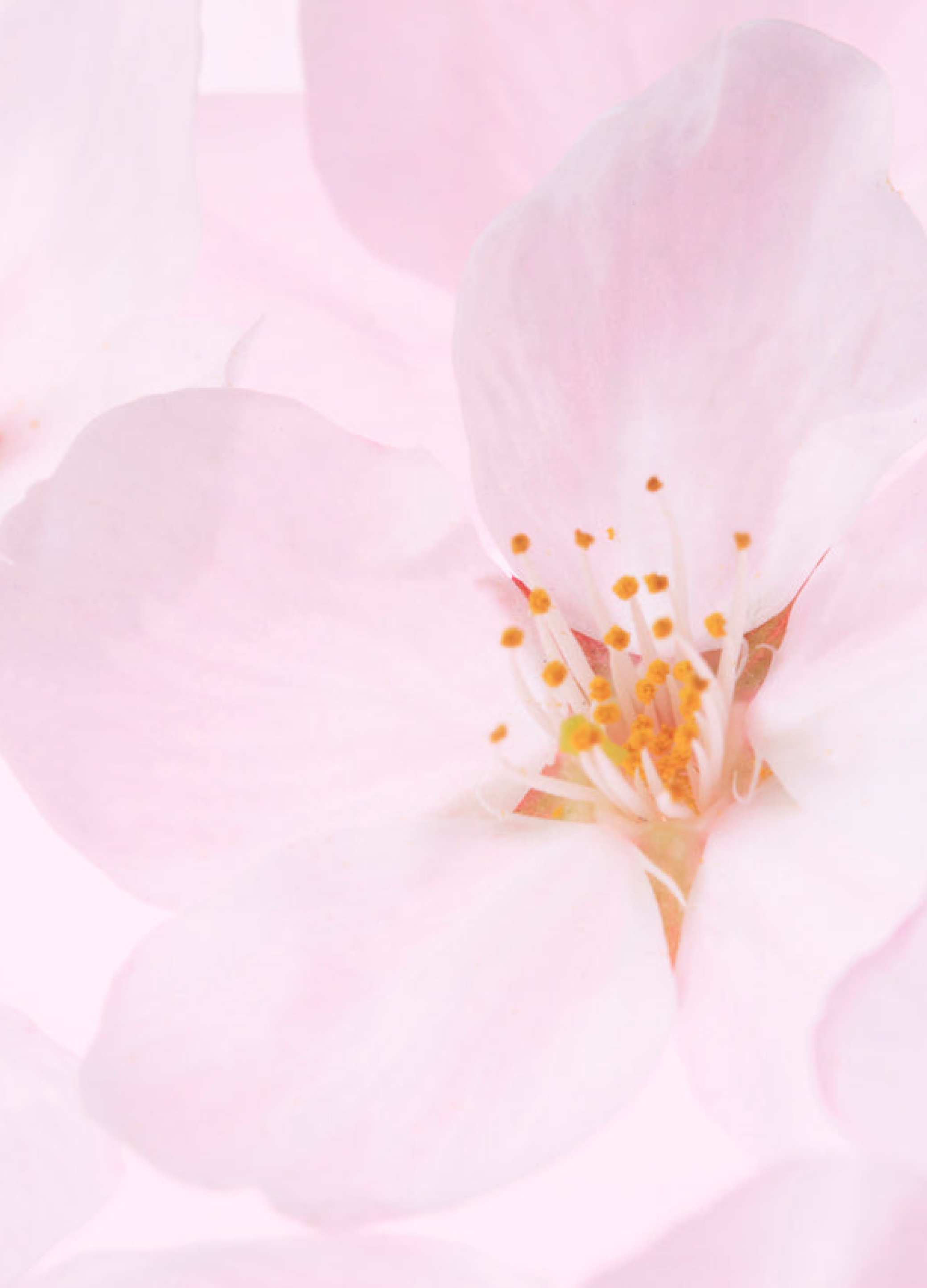 Buy Japanese Skincare Products Online | J Beauty Products - ILEM JAPAN
