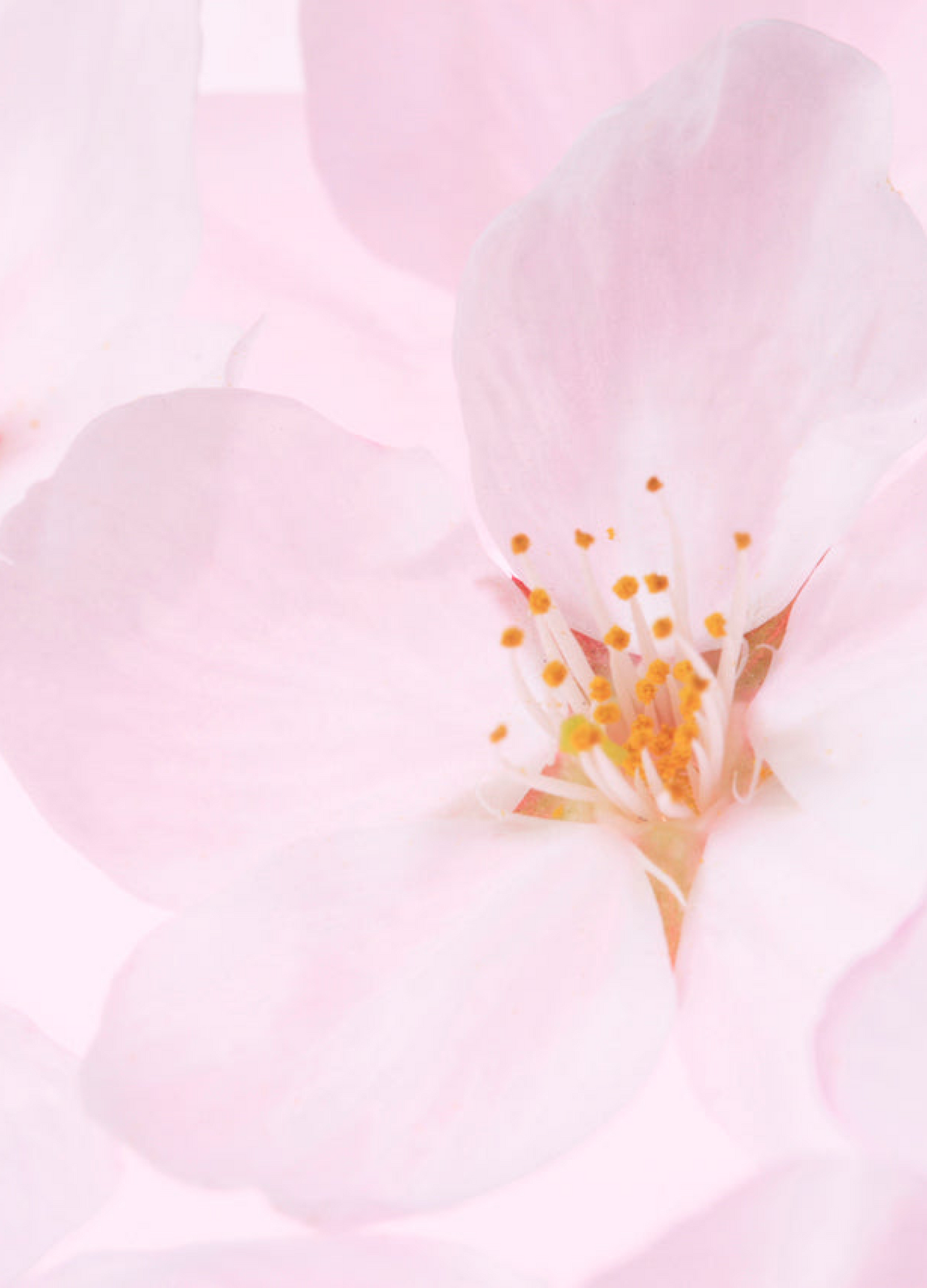 Buy Japanese Skincare Products Online | J Beauty Products - ILEM JAPAN